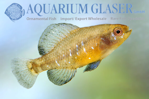 Elassoma gilberti - Aquarium Glaser GmbH