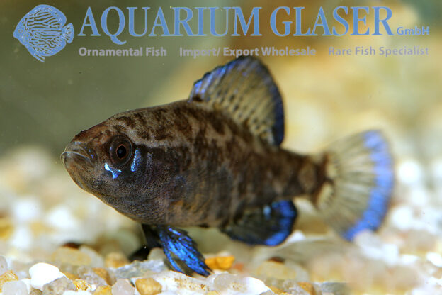 Elassoma gilberti - Aquarium Glaser GmbH