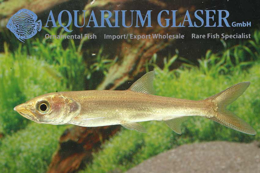 Elopichthys bambusa - Aquarium Glaser GmbH