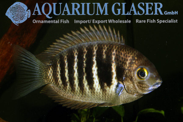 Etroplus canarensis - Aquarium Glaser GmbH