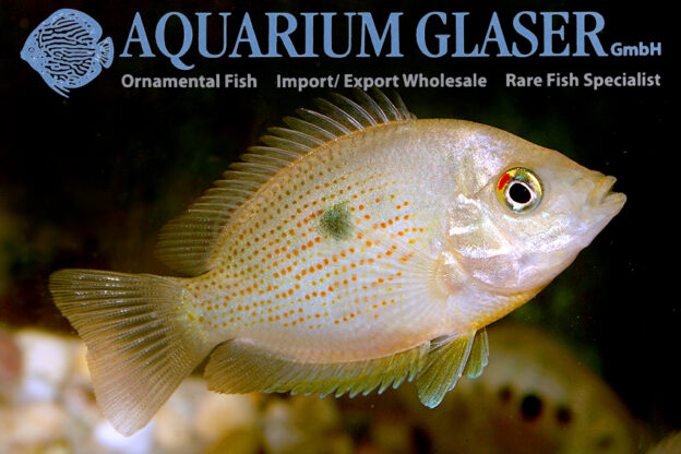 Pseudetroplus maculatus (formerly: Etroplus maculatus) - Aquarium ...