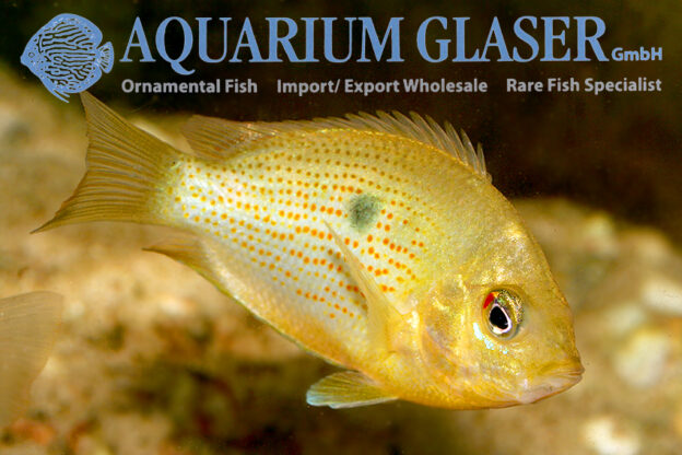 Pseudetroplus maculatus (formerly: Etroplus maculatus) - Aquarium ...