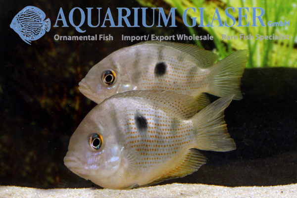 Etroplus maculatus - Aquarium Glaser GmbH