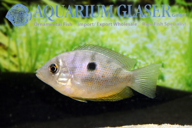 Etroplus maculatus - Aquarium Glaser GmbH