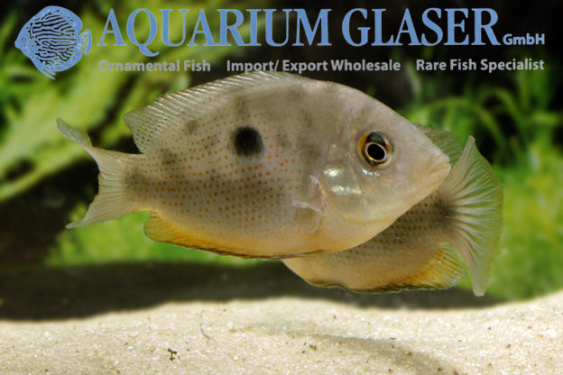 Etroplus maculatus - Aquarium Glaser GmbH