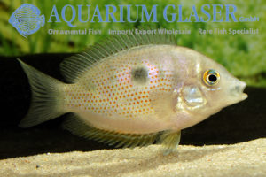Etroplus maculatus - Aquarium Glaser GmbH