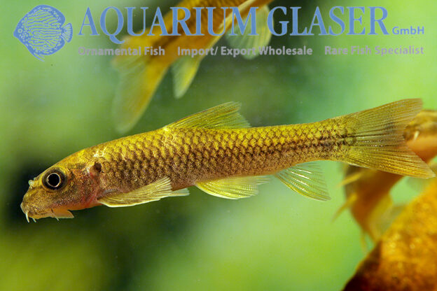 Garra ceylonensis - Aquarium Glaser GmbH