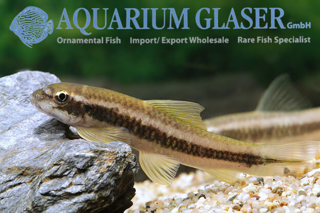 Garra ceylonensis - Aquarium Glaser GmbH