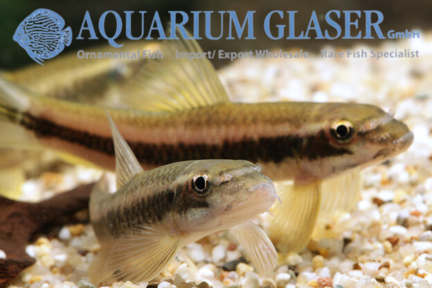 Garra ceylonensis - Aquarium Glaser GmbH