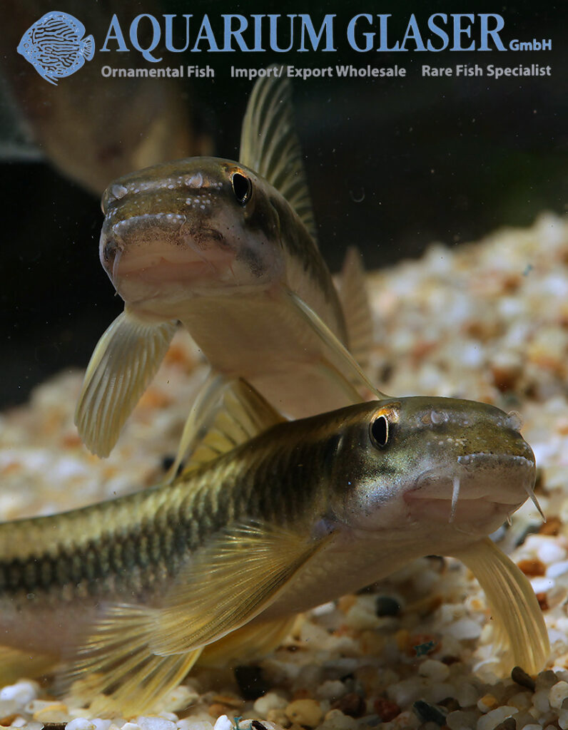 Garra ceylonensis - Aquarium Glaser GmbH