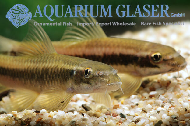 Garra ceylonensis - Aquarium Glaser GmbH