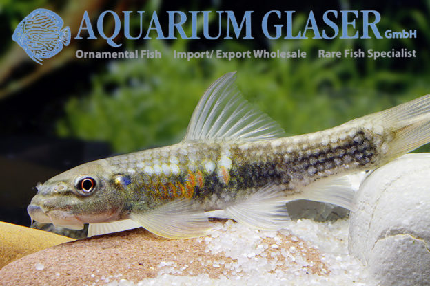 Garra sp. Sunset-Goldscale - Aquarium Glaser GmbH