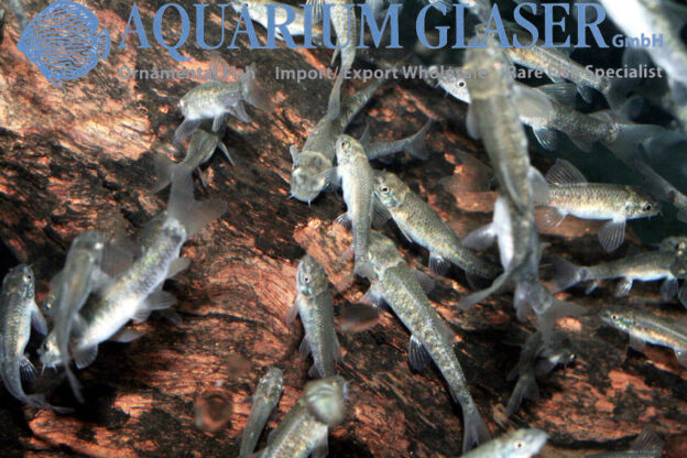 Garra rufa - Aquarium Glaser GmbH