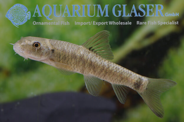 Garra rufa - Aquarium Glaser GmbH