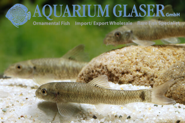 Garra rufa - Aquarium Glaser GmbH