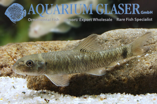 Garra rufa - Aquarium Glaser GmbH