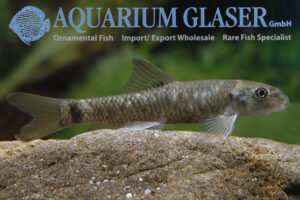 Garra rufa - Aquarium Glaser GmbH