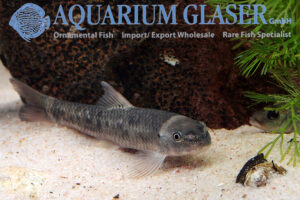 Garra rufa - Aquarium Glaser GmbH