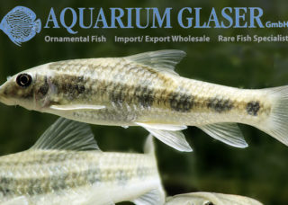 Welcome to the website of Aquarium Glaser - Aquarium Glaser GmbH