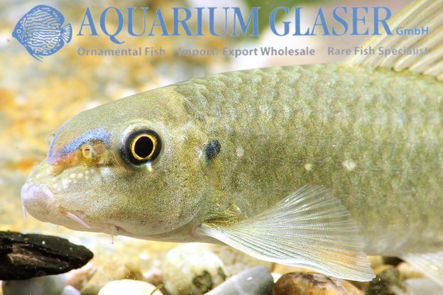 Garra - Aquarium Glaser GmbH