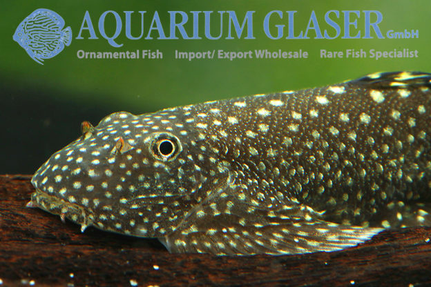 Gastromyzon "punctulatus" - Aquarium Glaser GmbH