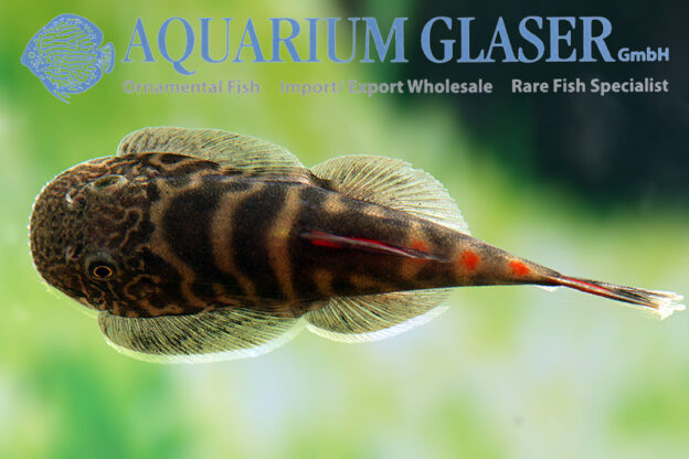 Gastromyzon sp. “Bloody Mary” - Aquarium Glaser GmbH