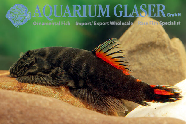 Gastromyzon sp. „Bloody Mary“ - Aquarium Glaser GmbH