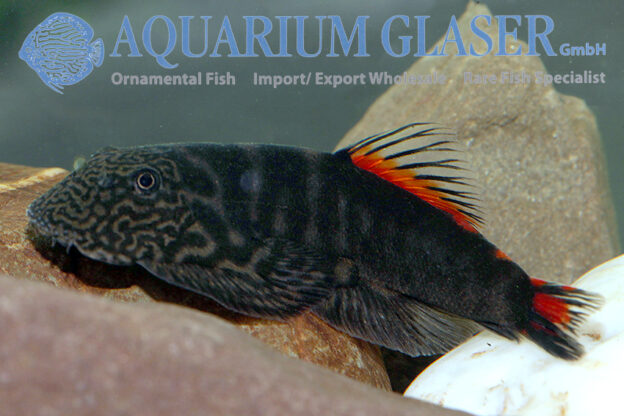 Gastromyzon sp. “Bloody Mary” - Aquarium Glaser GmbH