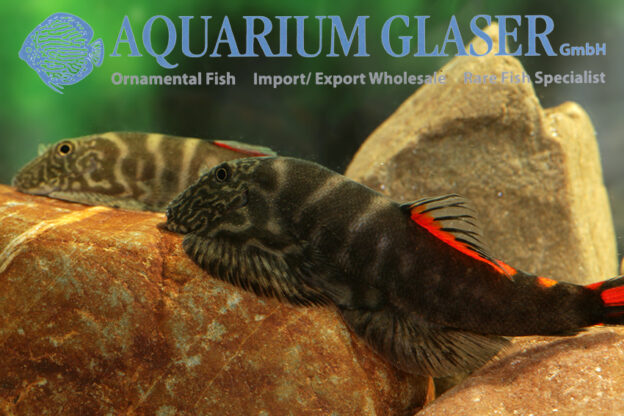 Gastromyzon sp. „Bloody Mary“ - Aquarium Glaser GmbH