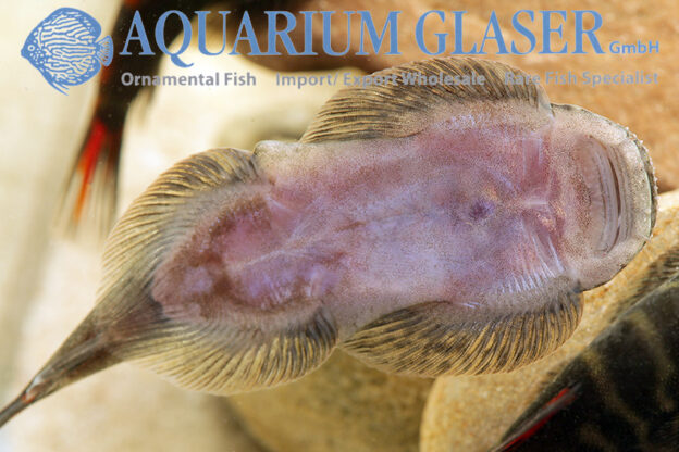 Gastromyzon sp. “Bloody Mary” - Aquarium Glaser GmbH