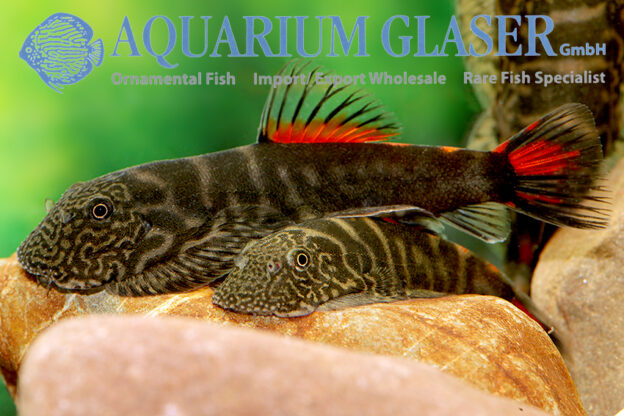 Gastromyzon sp. “Bloody Mary” - Aquarium Glaser GmbH