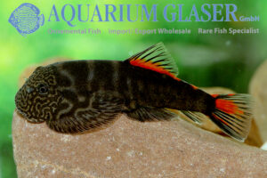 Gastromyzon sp. “Bloody Mary” - Aquarium Glaser GmbH