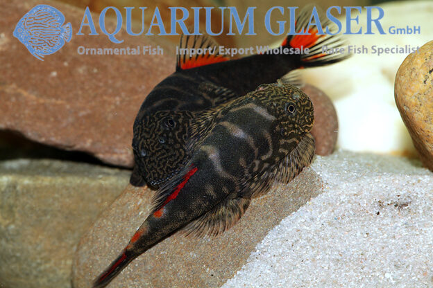 Gastromyzon sp. “Bloody Mary” - Aquarium Glaser GmbH