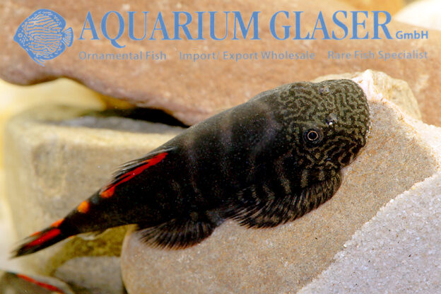 Gastromyzon sp. “Bloody Mary” - Aquarium Glaser GmbH
