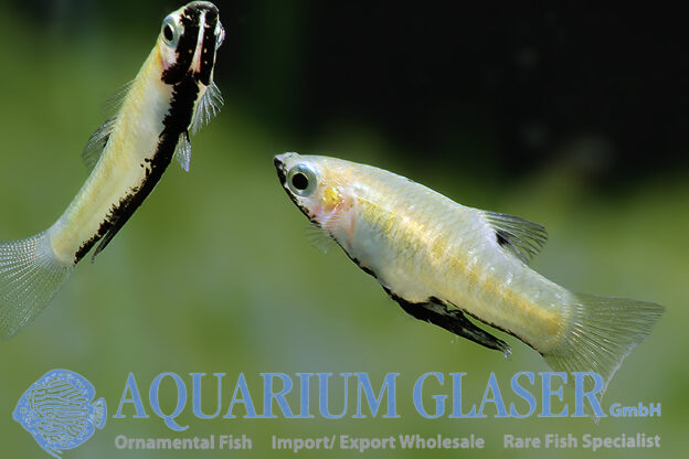 Girardinus metallicus "Black Belly" - Aquarium Glaser GmbH