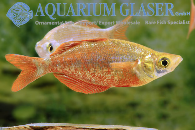 Glossolepis incisus - Aquarium Glaser GmbH