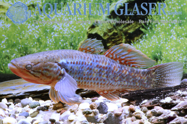 Giuris margaritacea (G. aporocephalus) - Aquarium Glaser GmbH