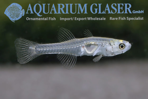 Gobiopterus chuno - Aquarium Glaser GmbH