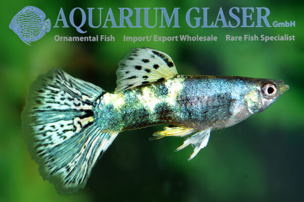 Poecilia reticulata Guppy Tricolor Cobra - Aquarium Glaser GmbH