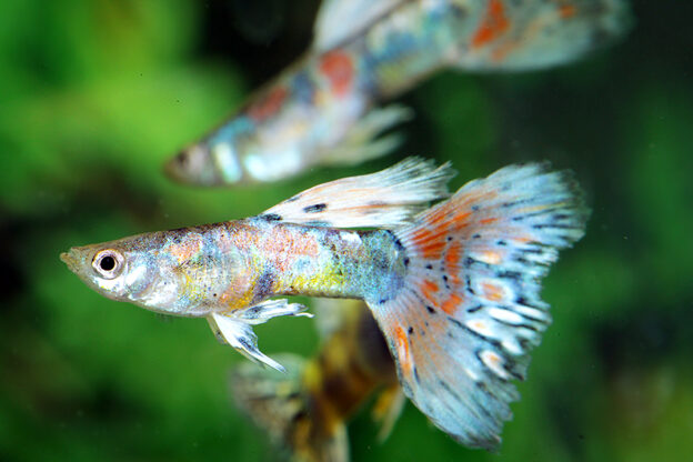 Poecilia reticulata Guppy Tricolor Cobra - Aquarium Glaser GmbH