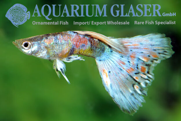 Poecilia reticulata Guppy Tricolor Cobra - Aquarium Glaser GmbH