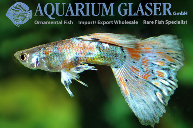 Poecilia reticulata Guppy Tricolor Cobra - Aquarium Glaser GmbH