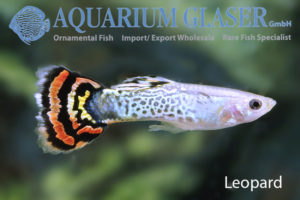 Filigran Guppys - King Cobra Guppys - Aquarium Glaser GmbH
