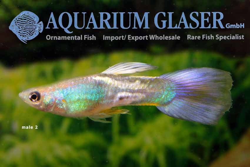 Guppy Blue Sapphire - Aquarium Glaser GmbH