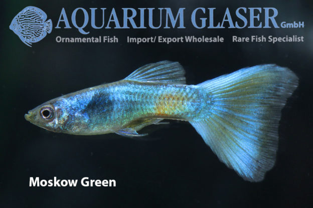 Poecilia reticulata Guppy Moskow Blue, Green, Black - Aquarium Glaser GmbH
