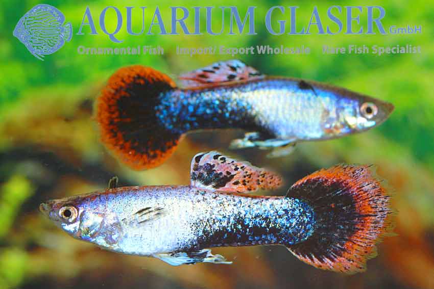 Guppy NEW Arctic Blue - Aquarium Glaser GmbH