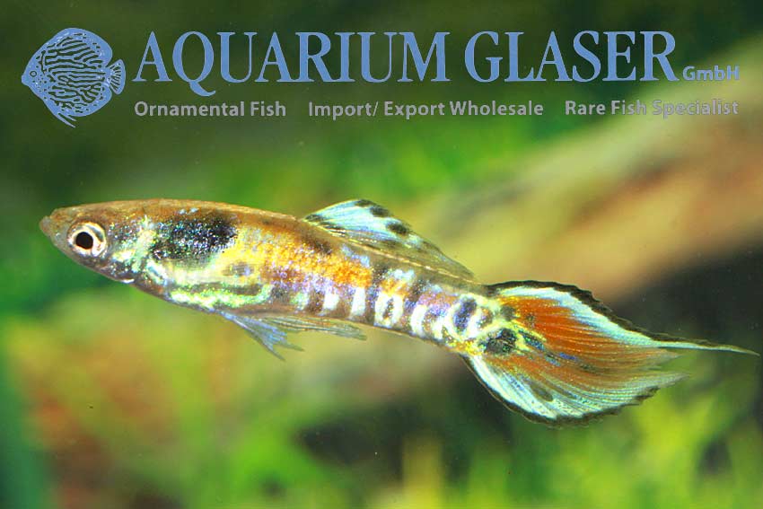 Rainbow Tiger Endlers