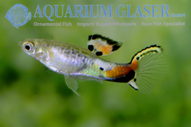 Poecilia wingei Campoma No31 Snake Blue - Aquarium Glaser GmbH