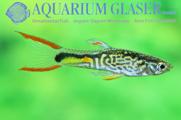 Poecilia wingei Endler Guppy Campoma No 46 - Aquarium Glaser GmbH
