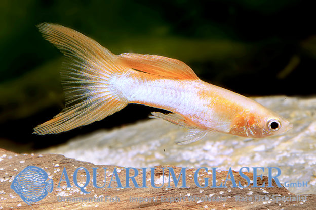 Guppy Japan Blue and Japan Red - Aquarium Glaser GmbH